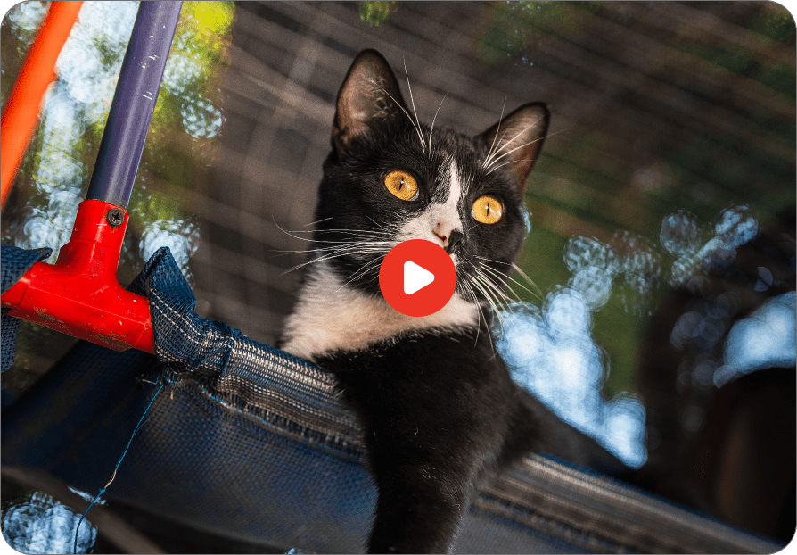 About Us | Catmor